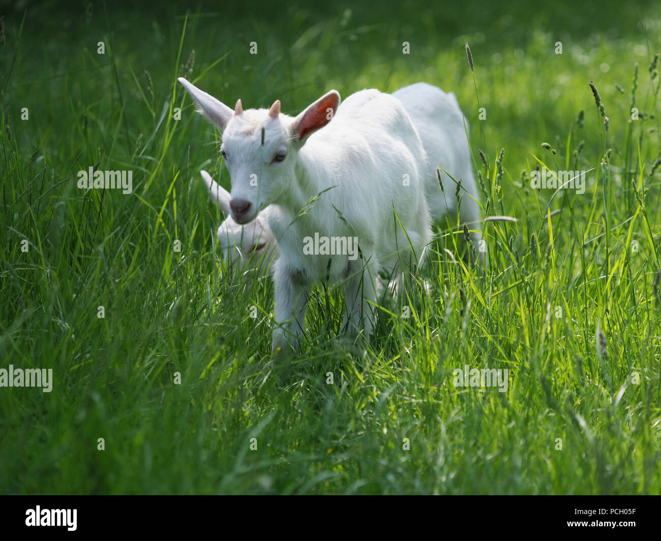 Saanen goats hi-res stock photography and images - Alamy