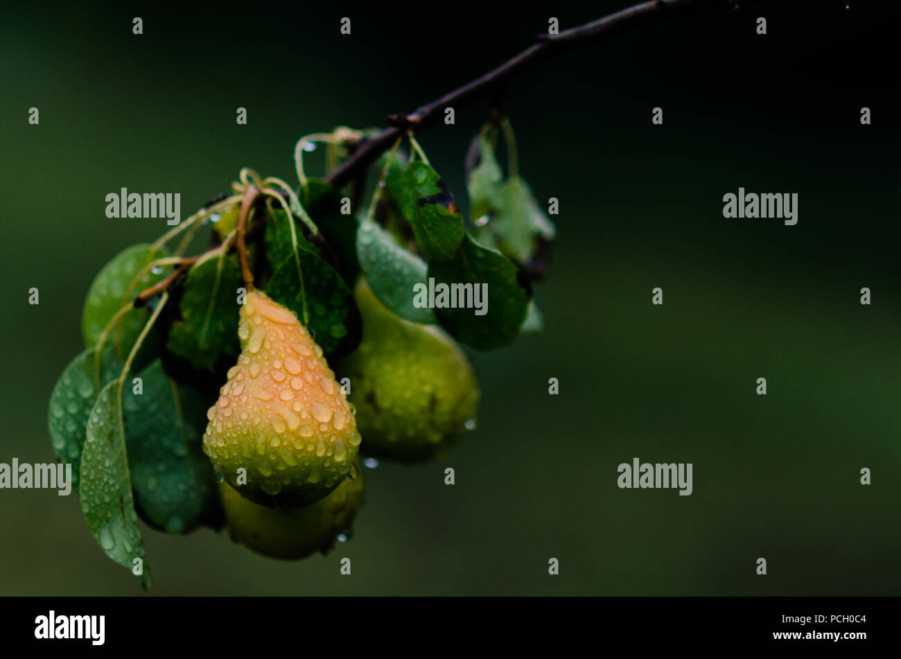 Pear with raindrops hi-res stock photography and images - Alamy