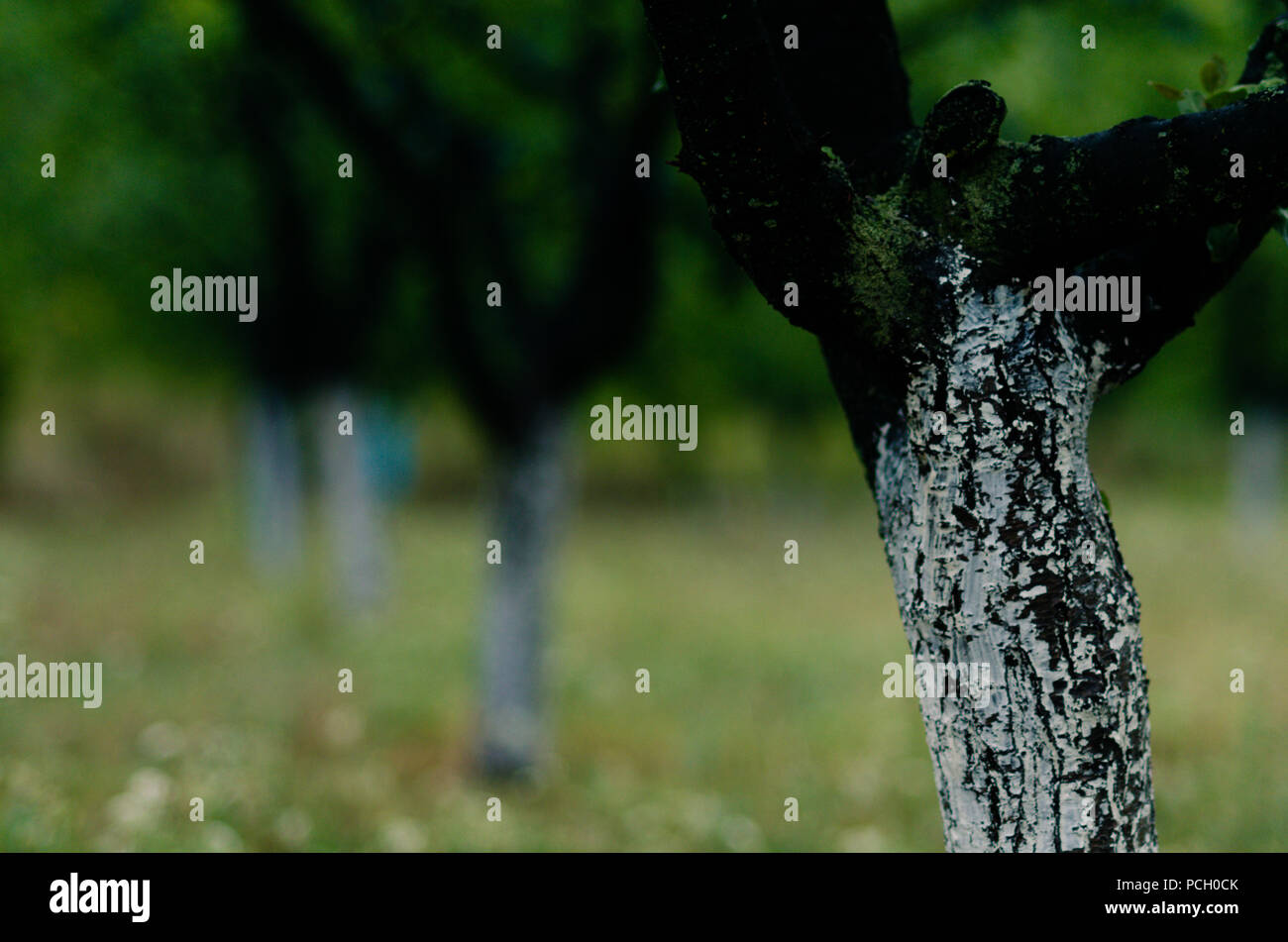 Plumb tree hi-res stock photography and images - Alamy