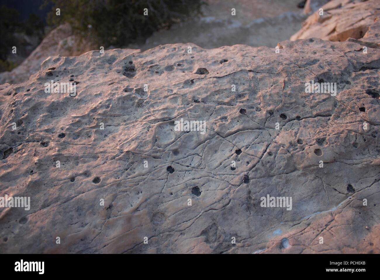 Limestone with pattern of lines and dots on the smooth surface Stock ...