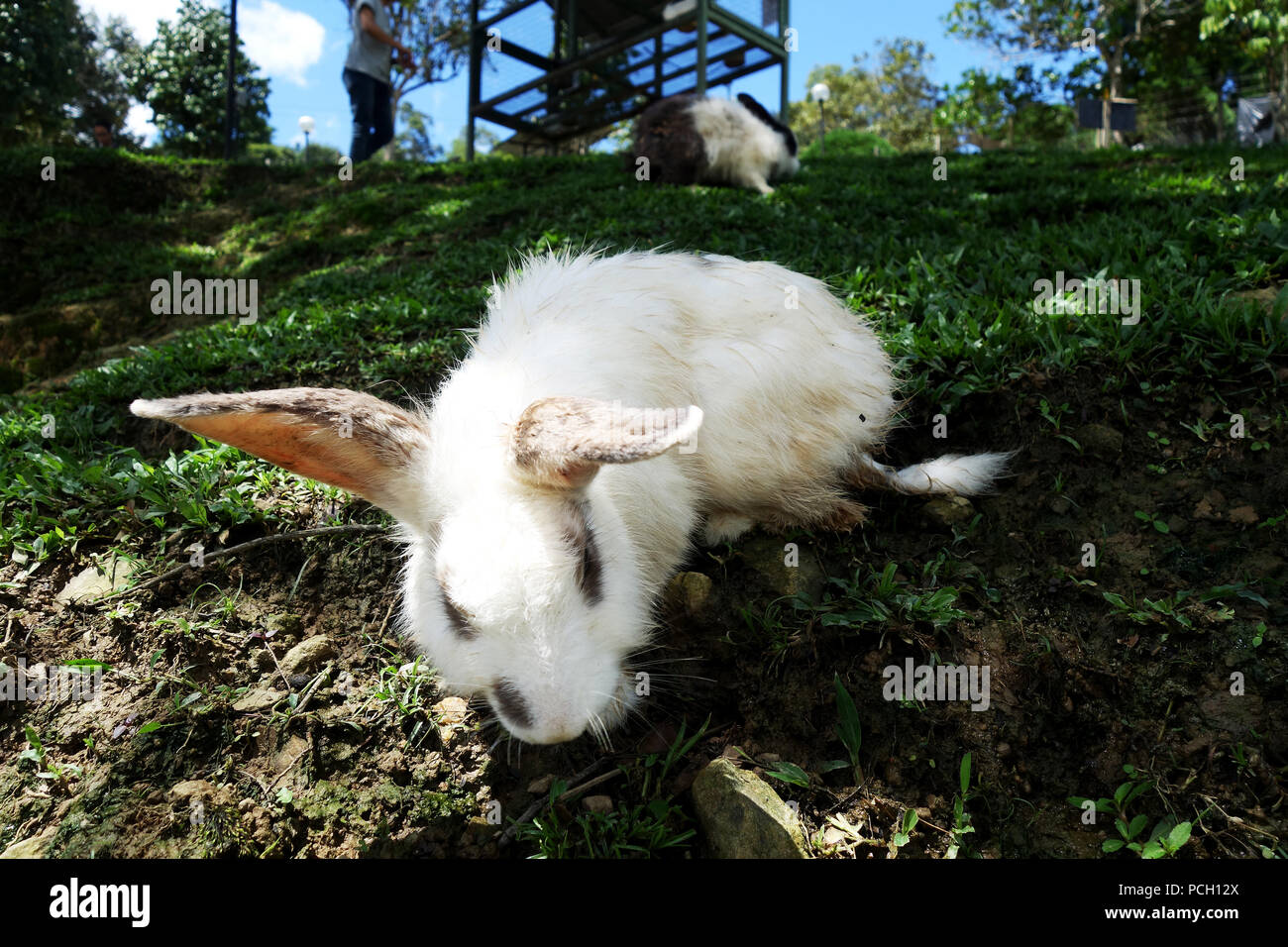 Cute rabbit in outdoor at the farm Stock Photo - Alamy