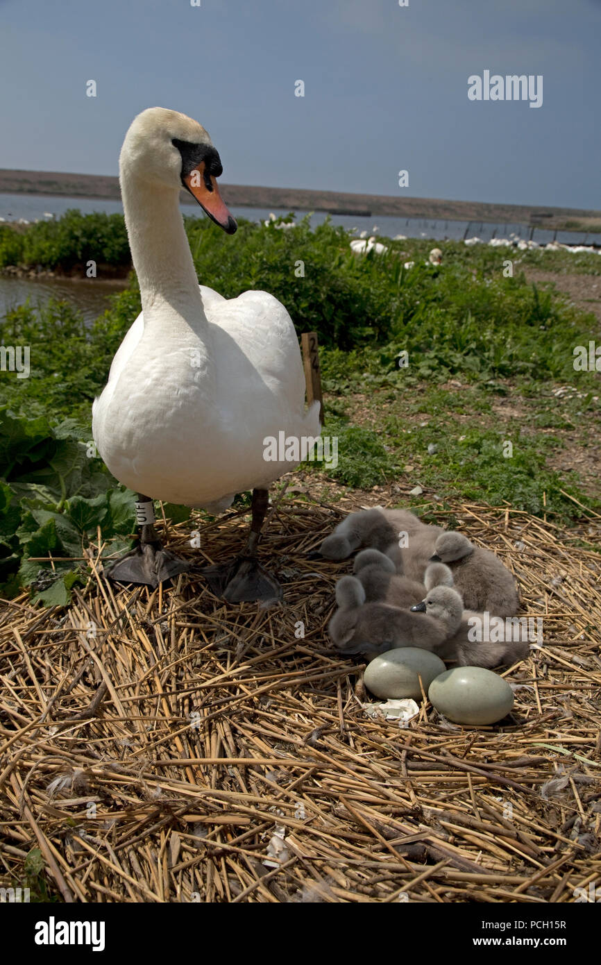 Mute swan nest hi-res stock photography and images - Alamy