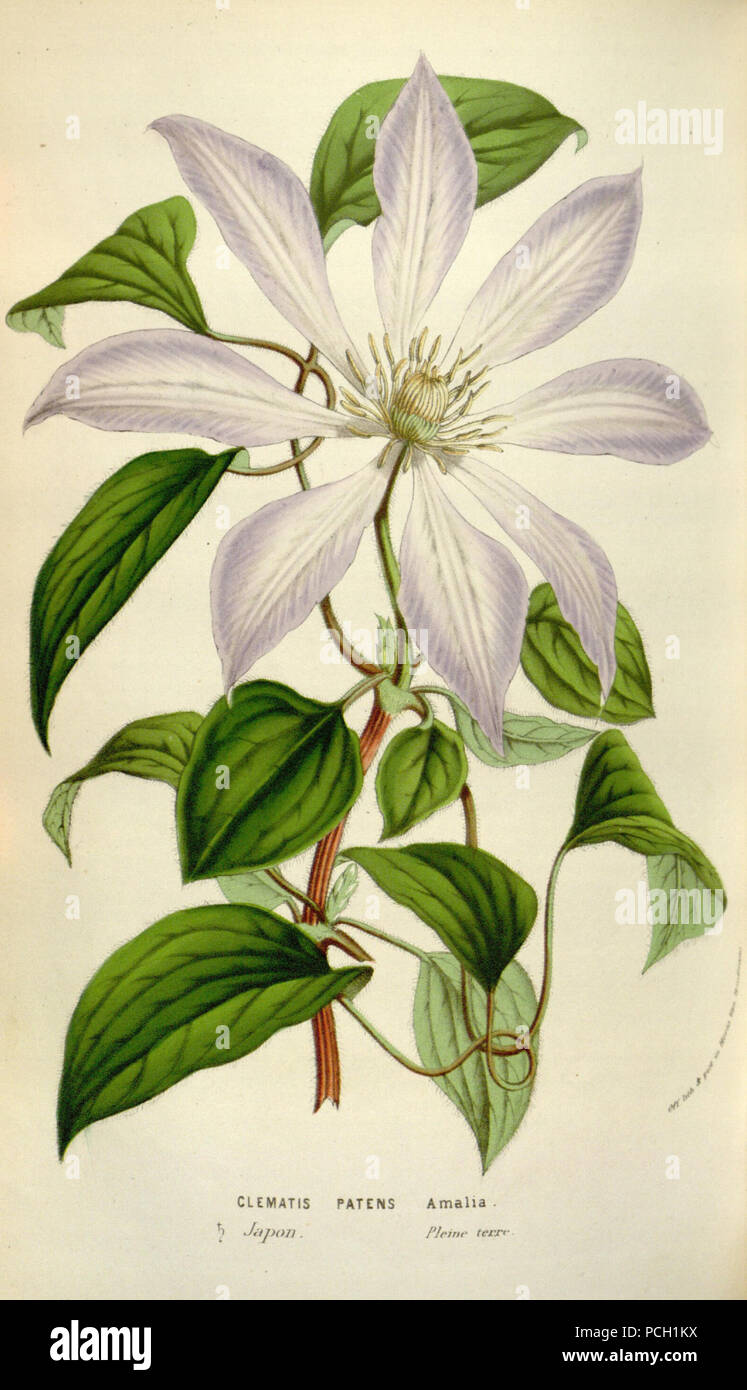 133 Clematis patens 'Amalia' Stock Photo - Alamy