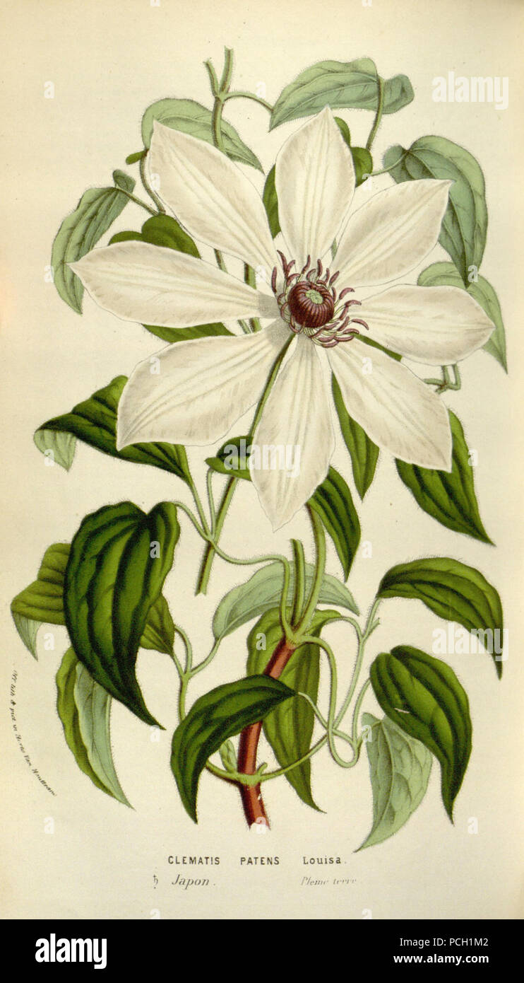 Clematis clematis patens hi-res stock photography and images - Alamy