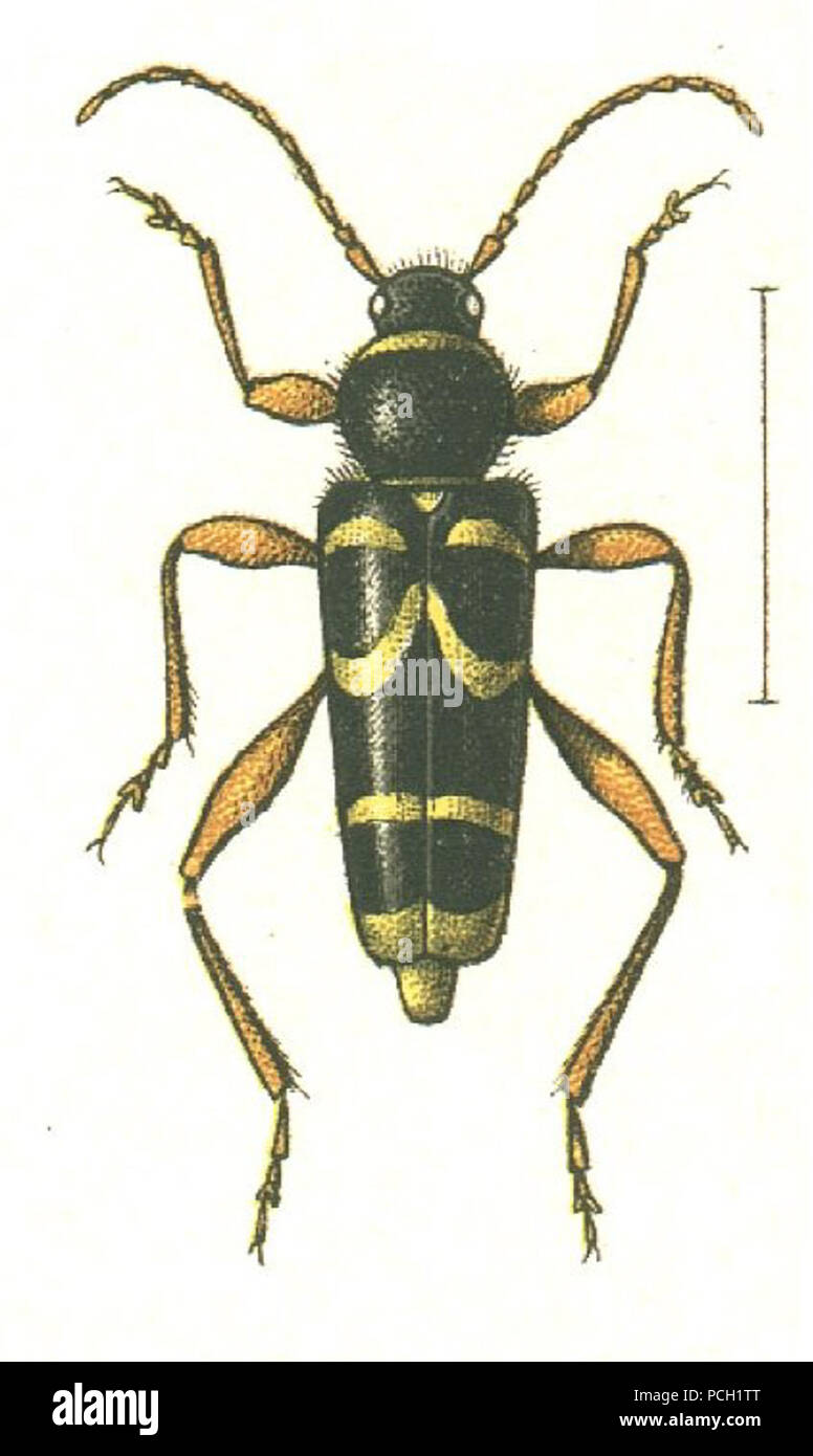 Clytus hi-res stock photography and images - Alamy