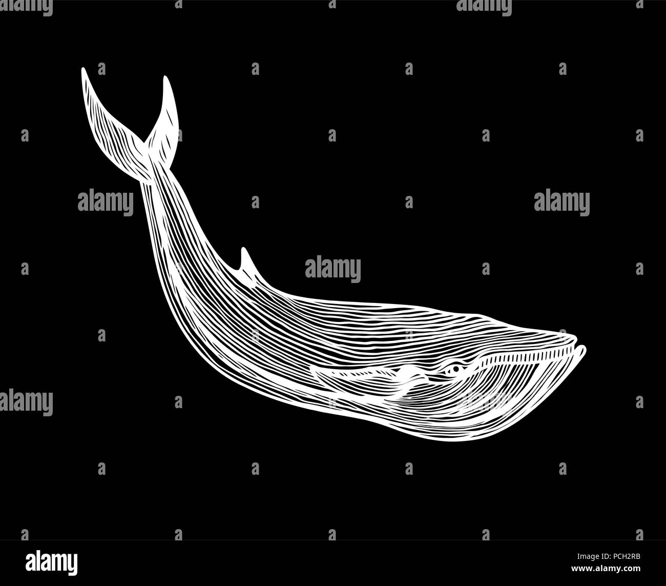 Graphical hand painted whale Stock Vector Image & Art - Alamy