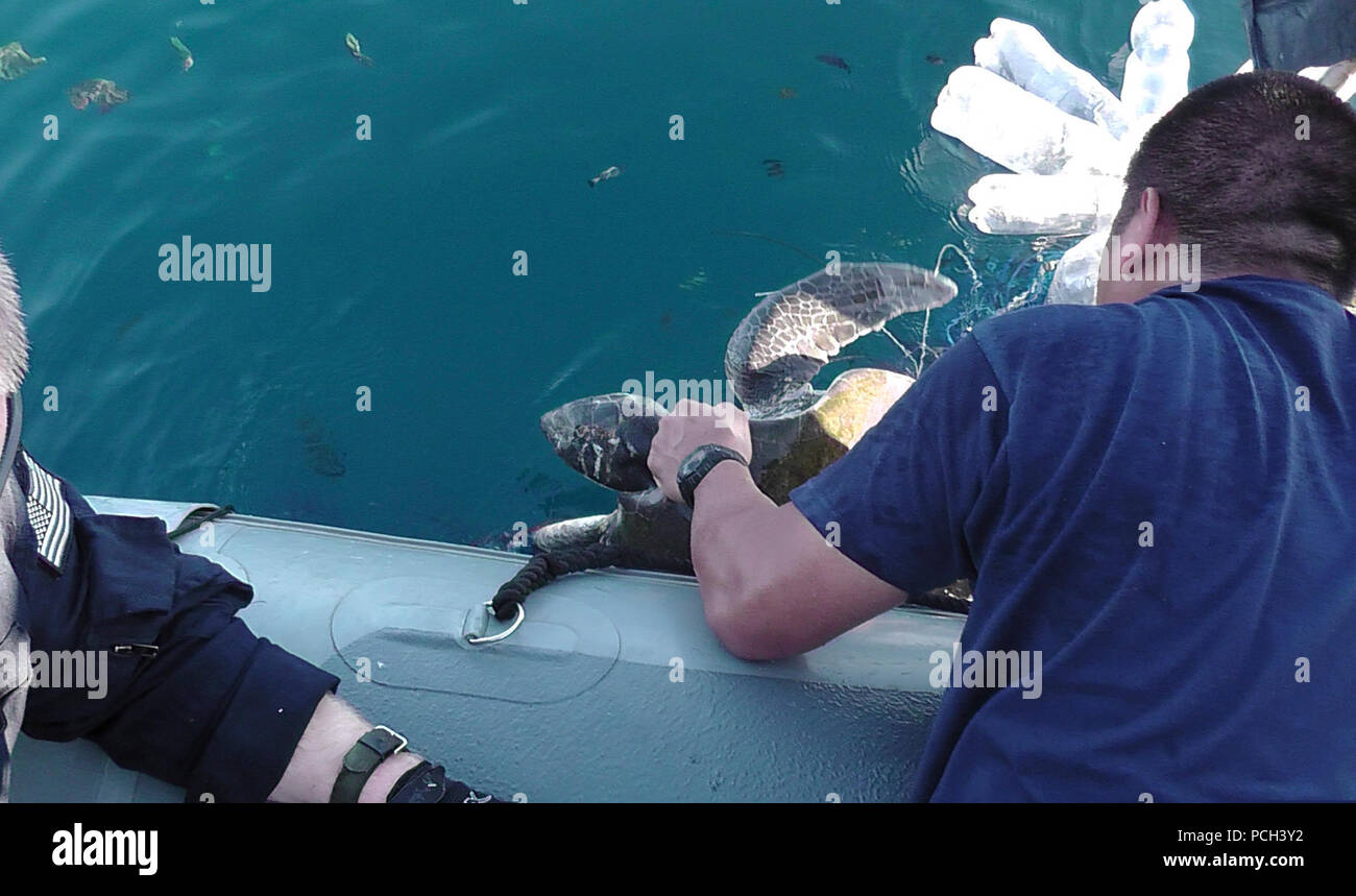 Team turtle hi-res stock photography and images - Alamy