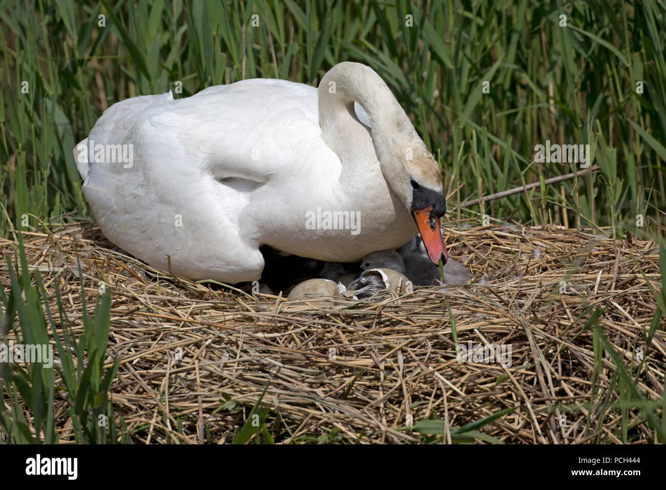 Swan hatching eggs hi-res stock photography and images - Alamy