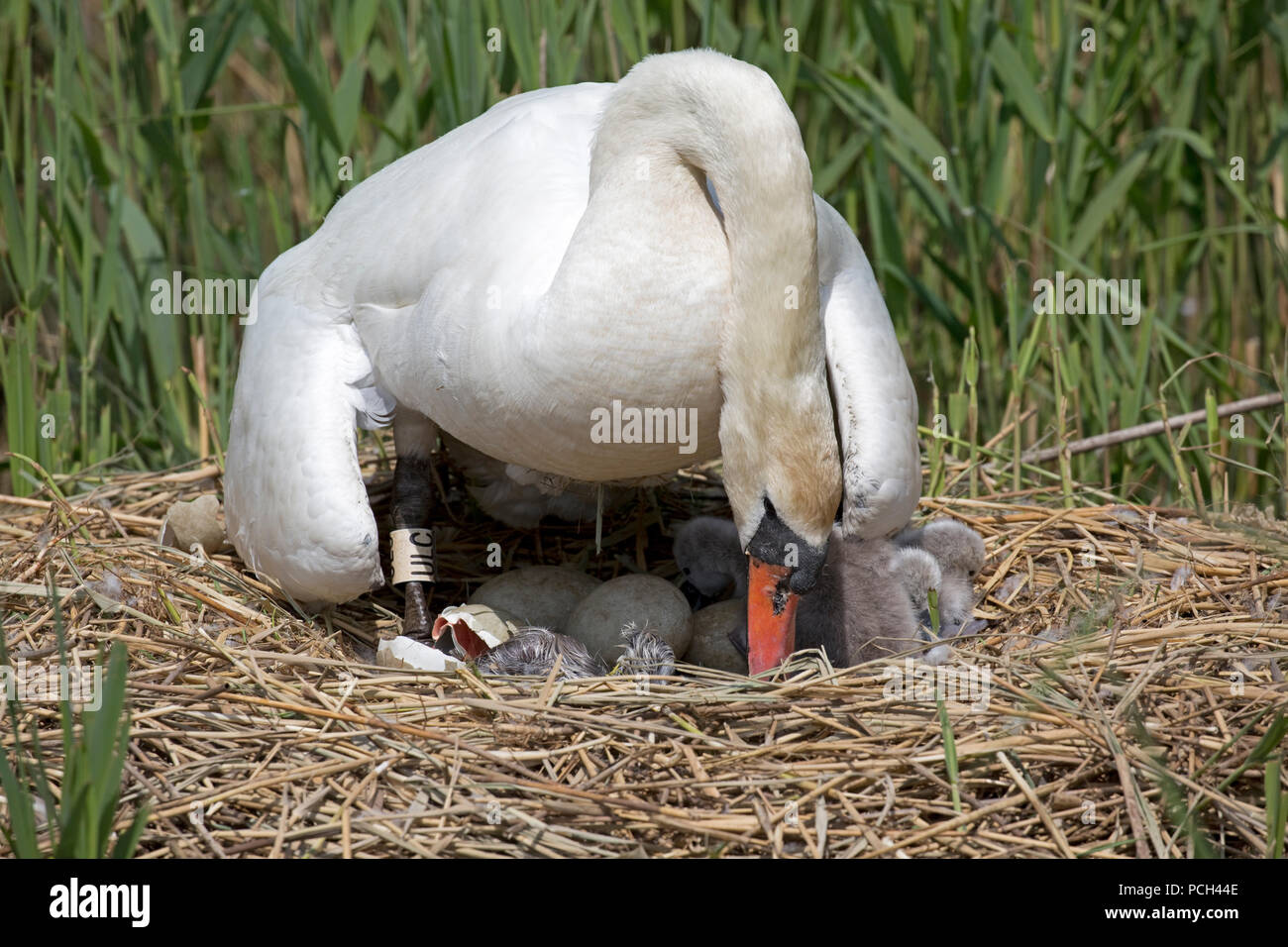 Swan hatching eggs hi-res stock photography and images - Alamy