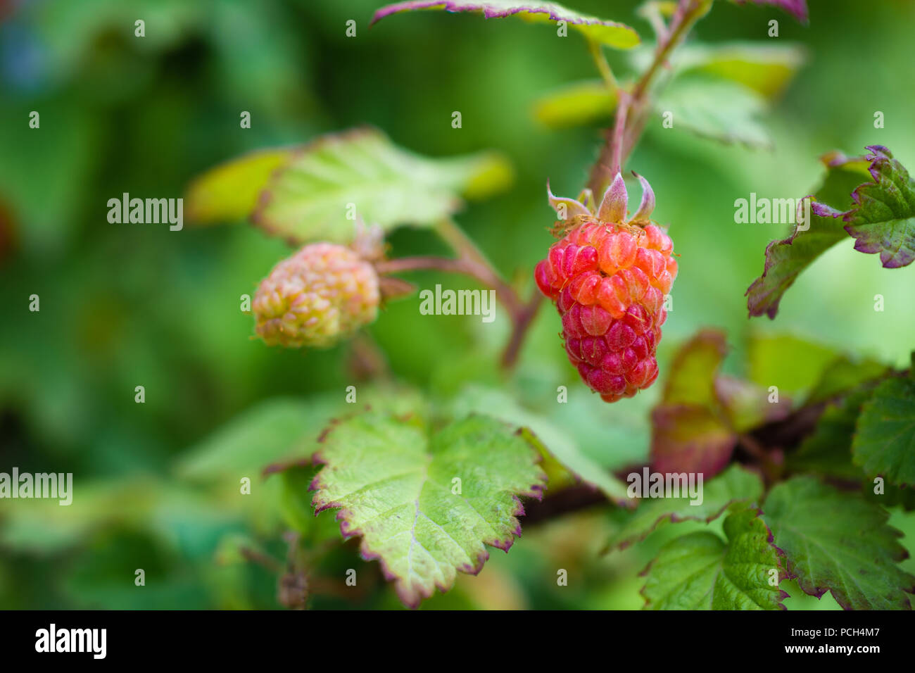 Garden red berries hi-res stock photography and images - Alamy