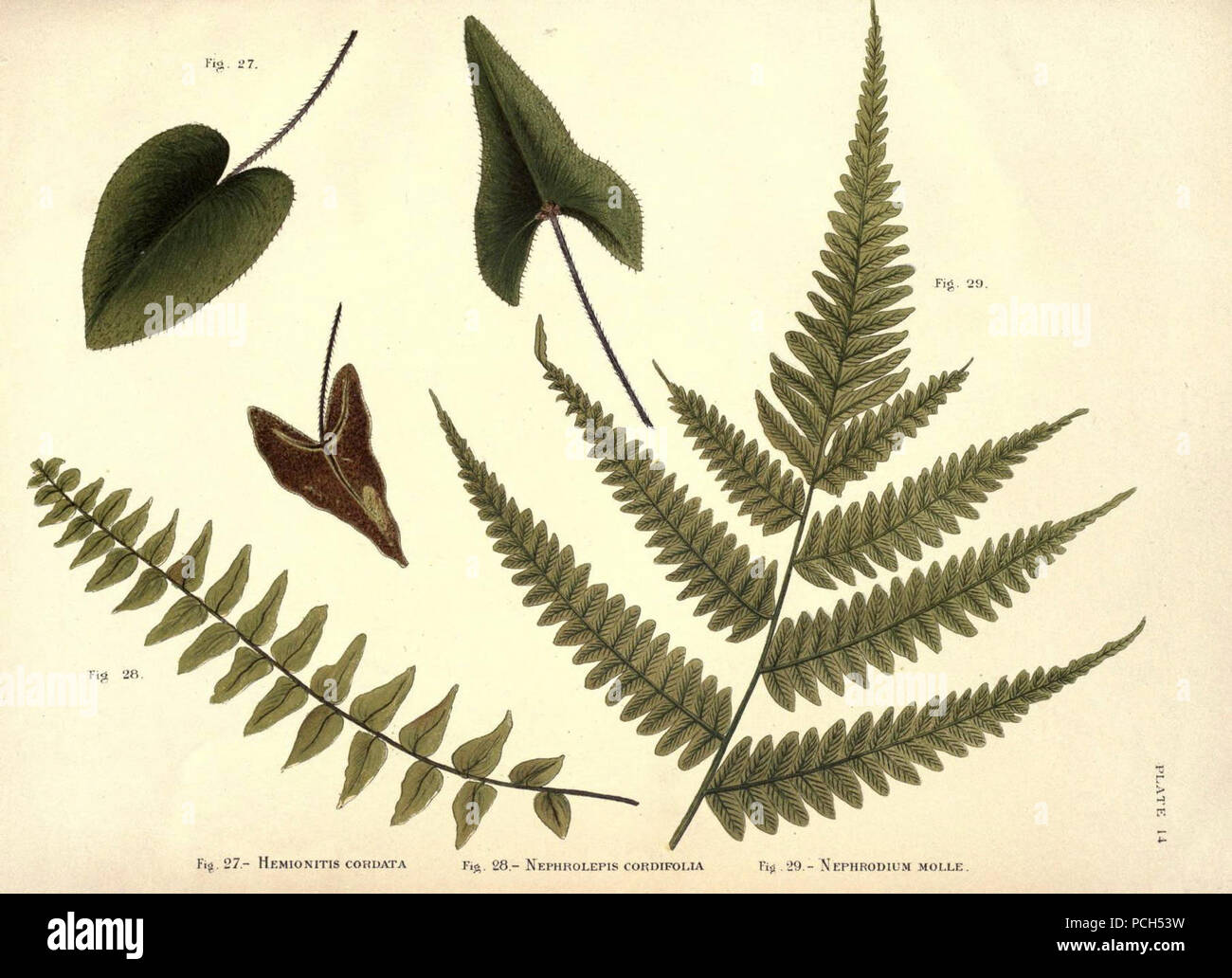 Album of Indian ferns (Plate 14 Stock Photo - Alamy