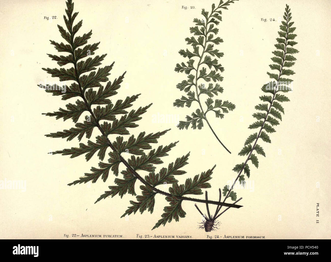 Album of Indian ferns (Plate 11 Stock Photo - Alamy