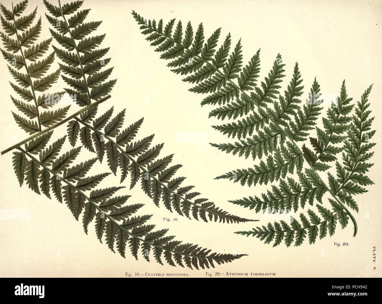 Album of Indian ferns (Plate 9 Stock Photo - Alamy