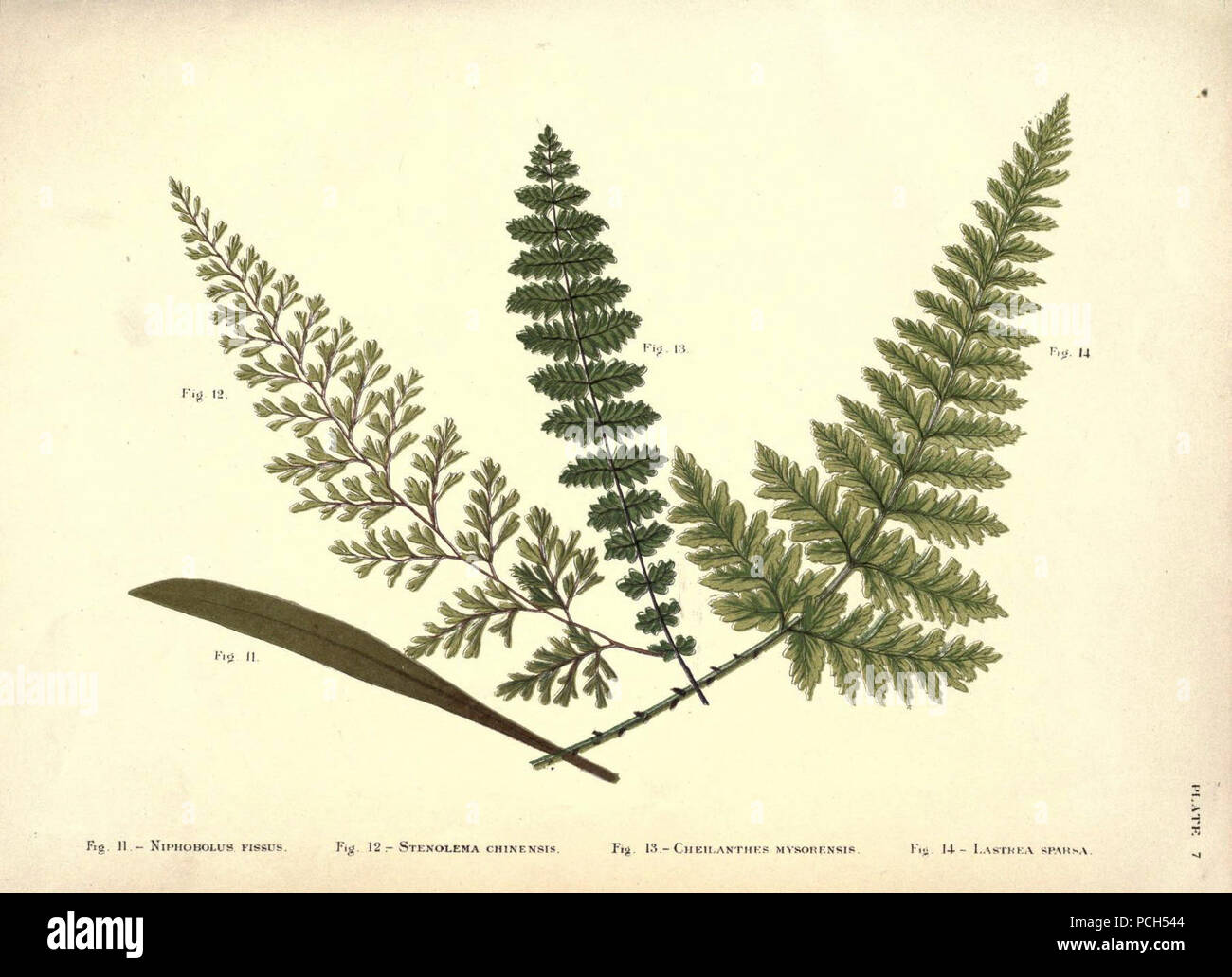 Album of Indian ferns (Plate 7 Stock Photo - Alamy