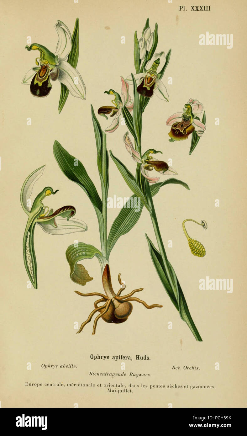 Album des orchidées de l'Europe centrale et septentrionale (Pl. XXXIII ...