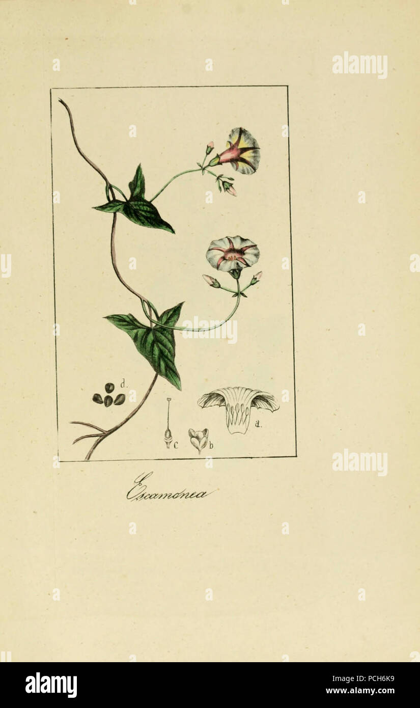 Album de la flora médico-farmacéutica é industrial, indígena y exótica ...