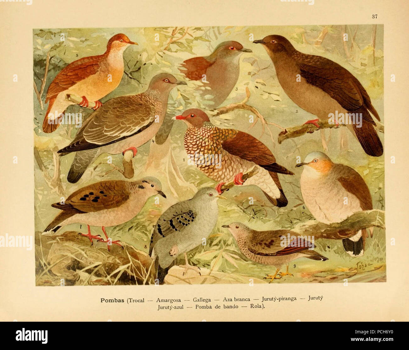 Album de aves amazonicas (Plate 37 Stock Photo - Alamy