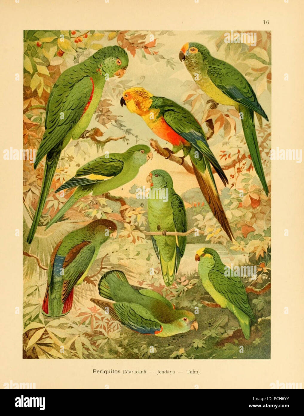Album de aves amazonicas (Plate 16 Stock Photo - Alamy