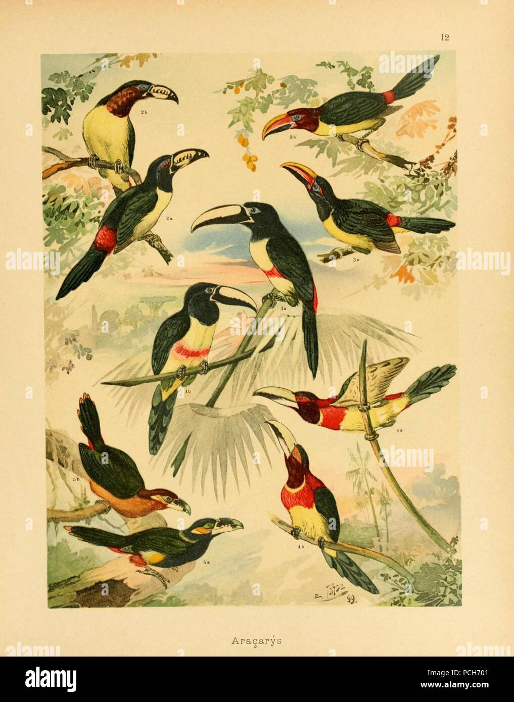 Album de aves amazonicas (Plate 12 Stock Photo - Alamy