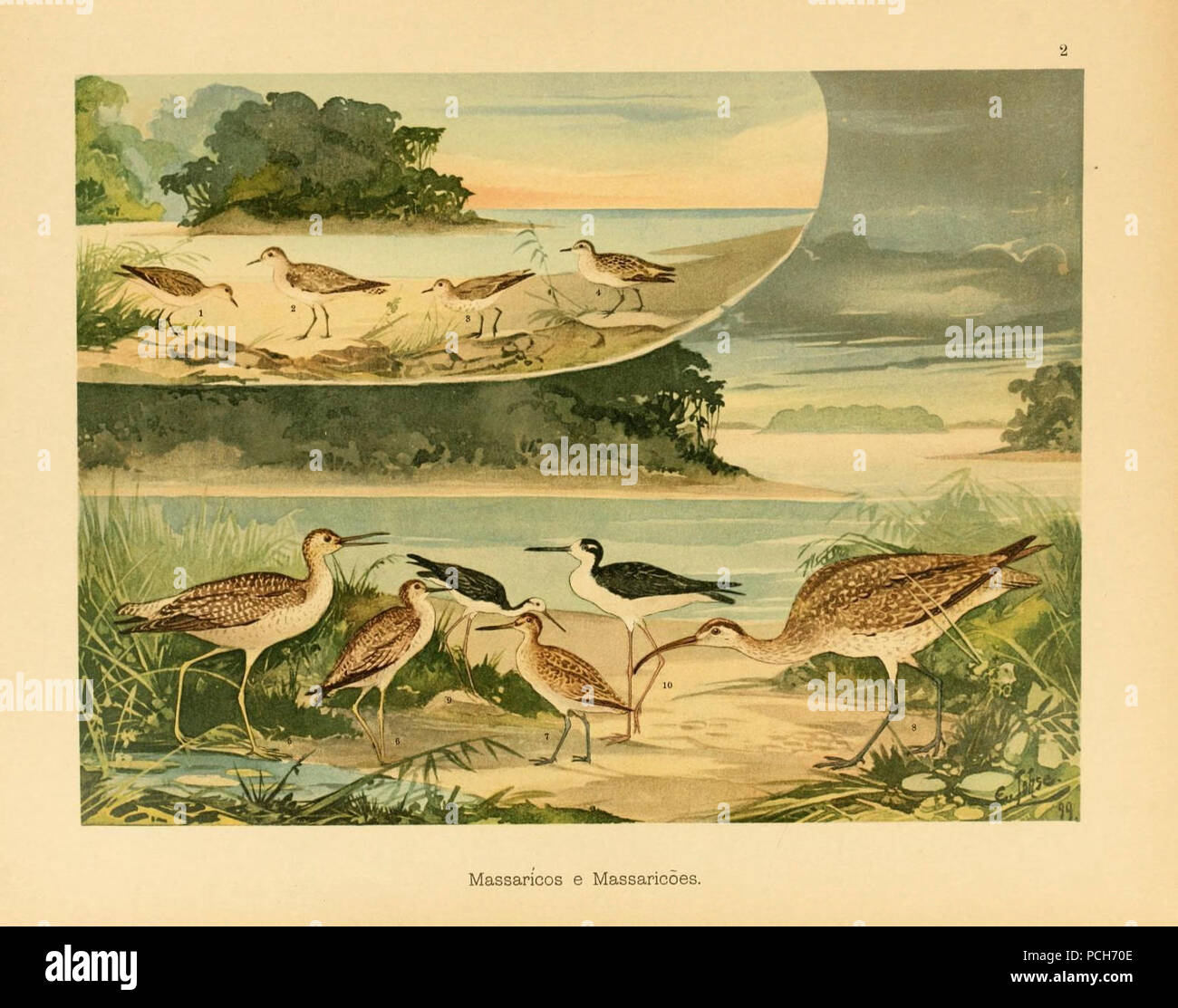 Album de aves amazonicas (Plate 2 Stock Photo - Alamy