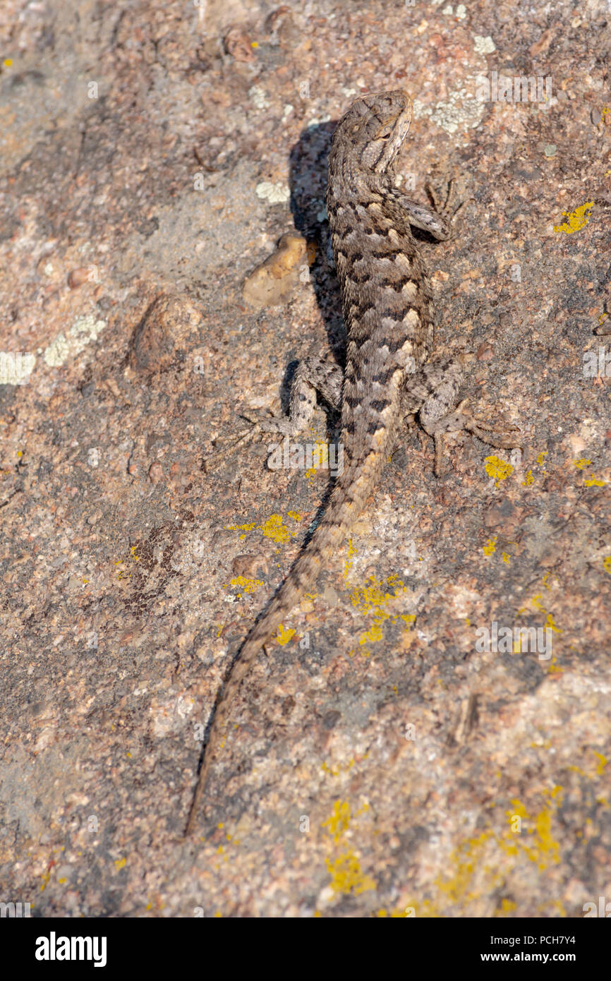 Horn billed lizard hi-res stock photography and images - Alamy