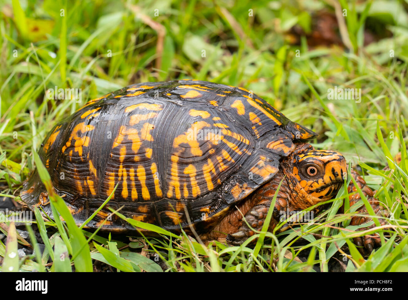 Eastern box turtle - Terrapene carolina Stock Photo - Alamy