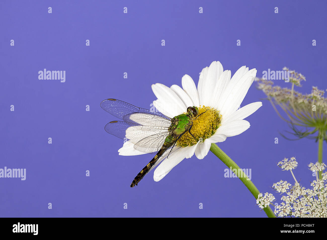 close up of green dragonfly on white daisy with purple background Stock ...