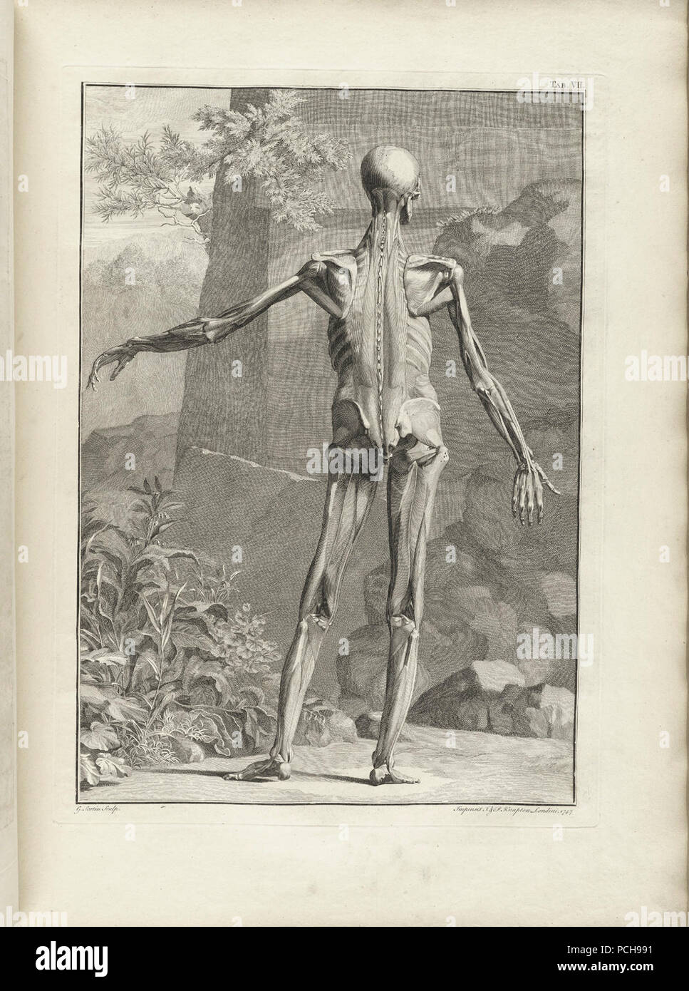 Albinus collection hi-res stock photography and images - Alamy