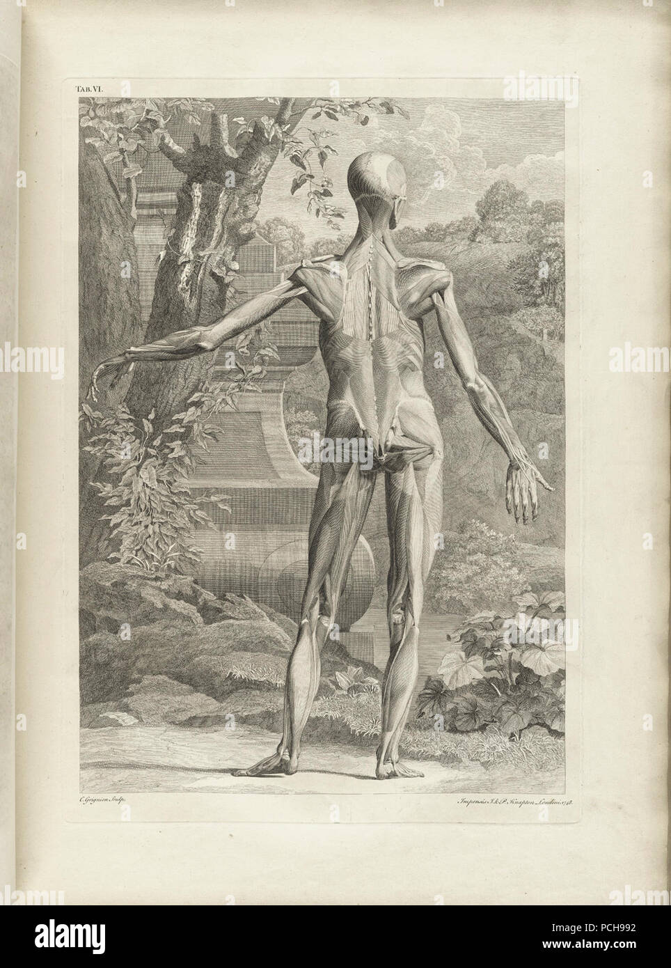 Albinus collection hi-res stock photography and images - Alamy