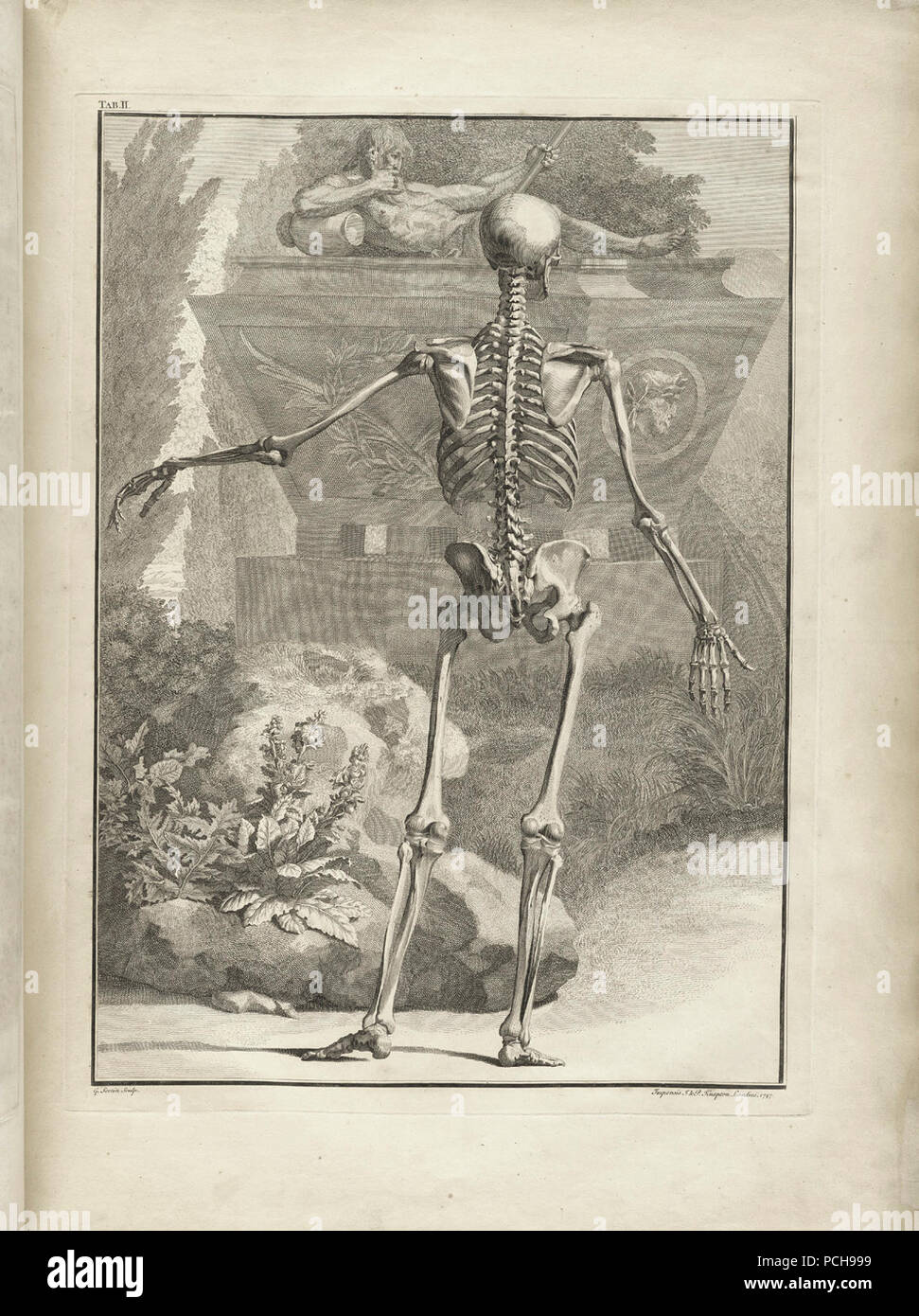 Albinus collection hi-res stock photography and images - Alamy