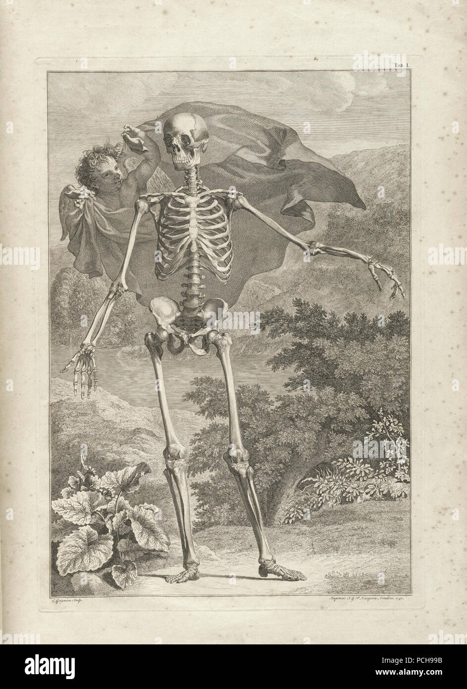 Albinus collection hi-res stock photography and images - Alamy