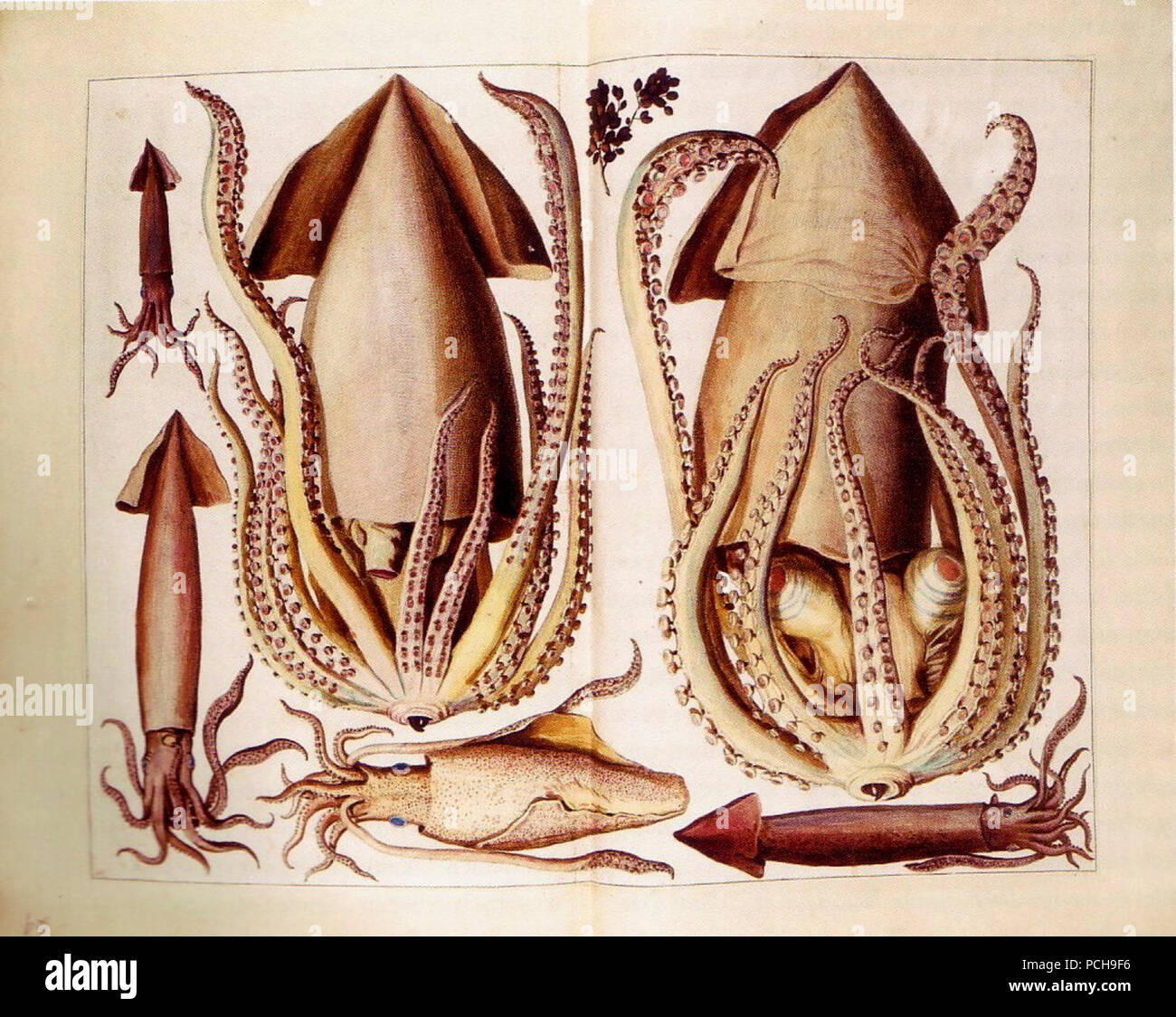 Seba history hi-res stock photography and images - Alamy