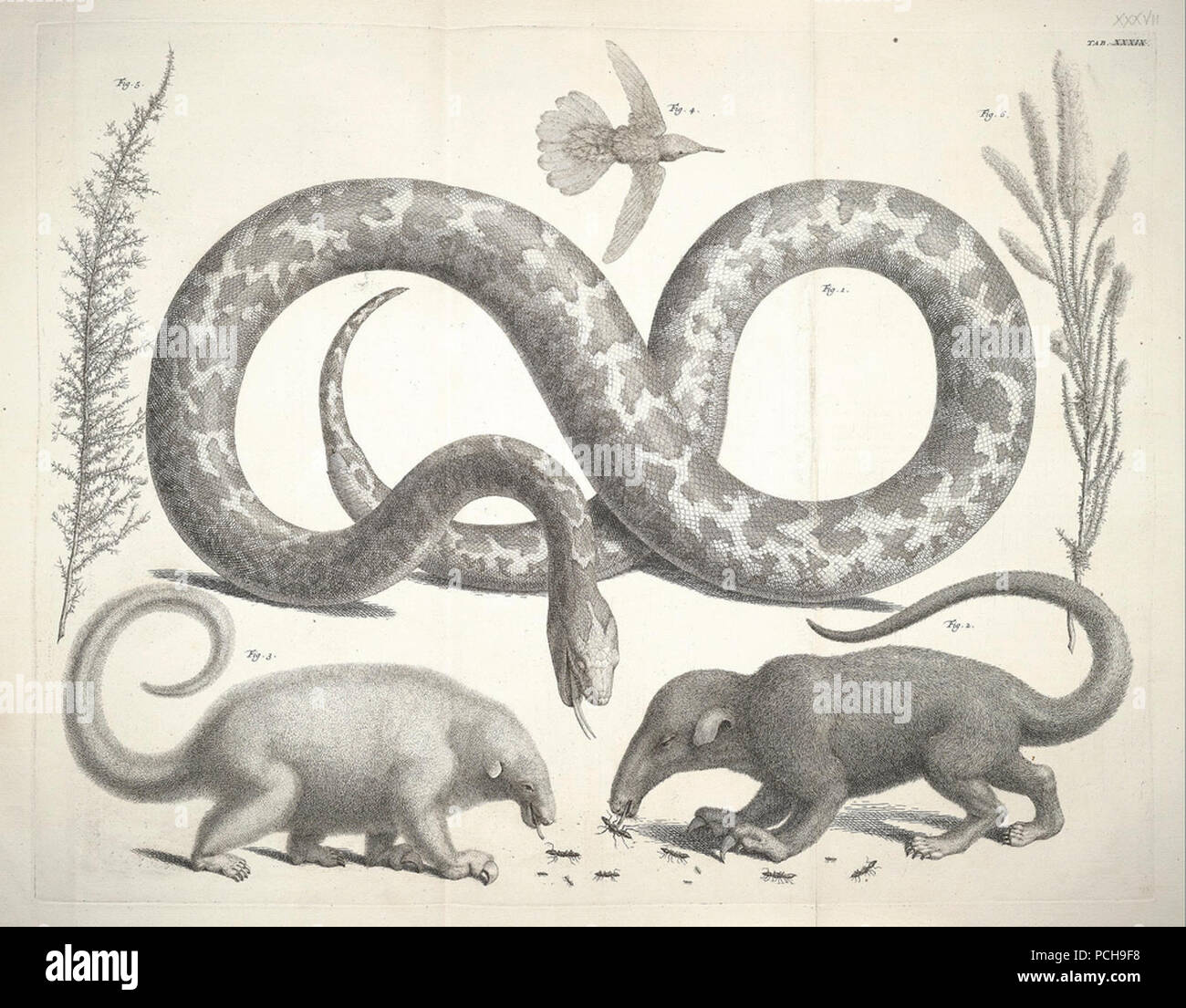 Thesaurus of albertus seba hi-res stock photography and images - Alamy