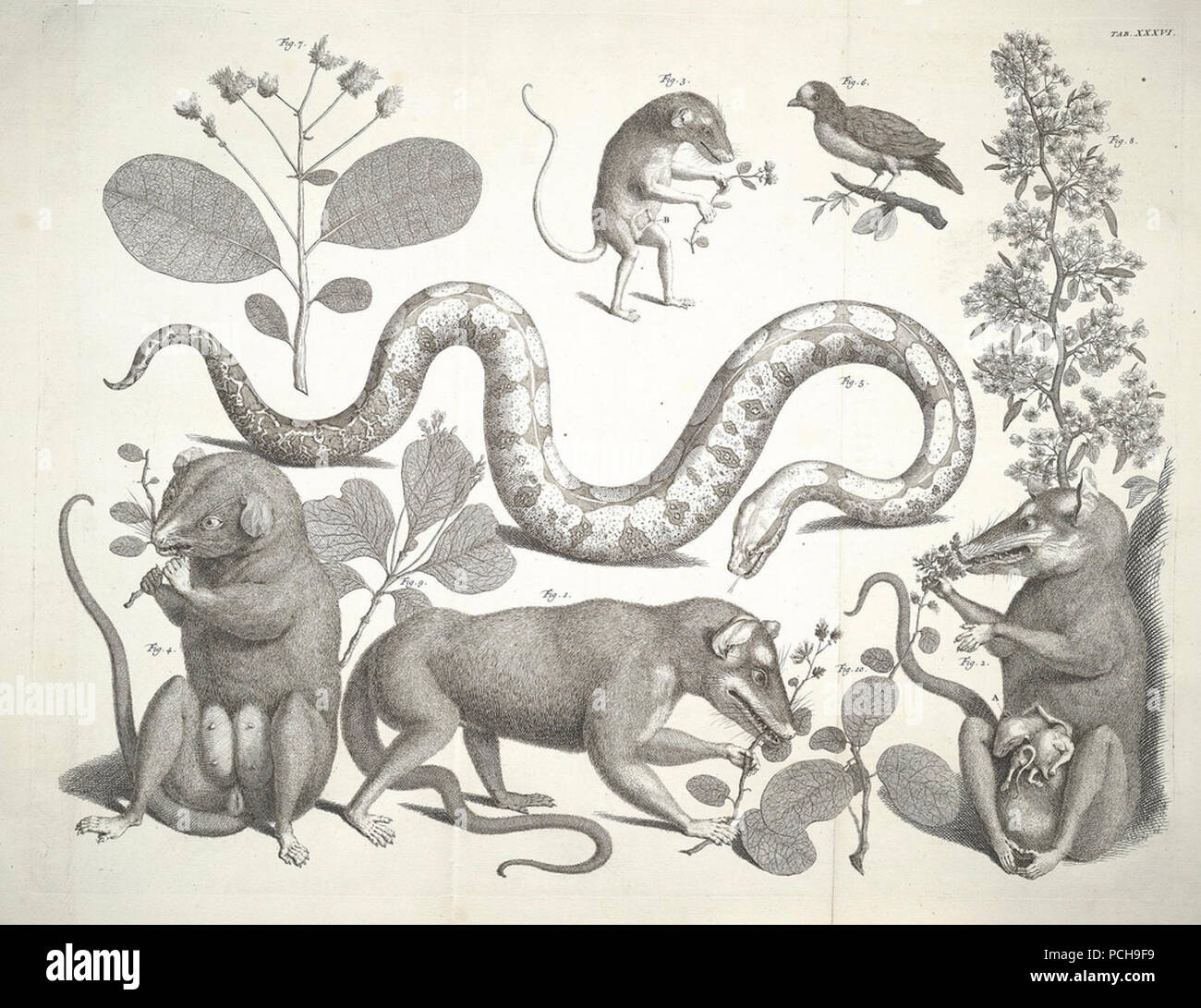 Thesaurus of albertus seba hi-res stock photography and images - Alamy