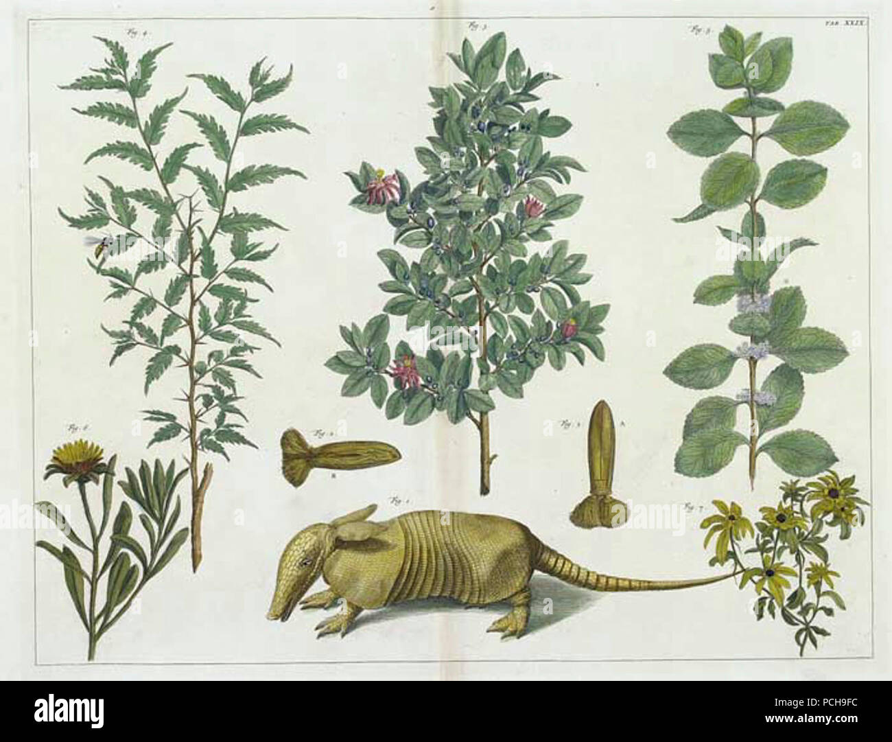 Albertus Seba Thesaurus Tab. XXIX Stock Photo - Alamy