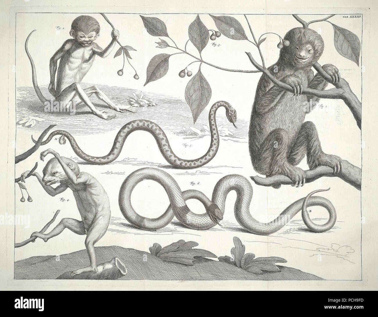 Thesaurus of albertus seba hi-res stock photography and images - Alamy