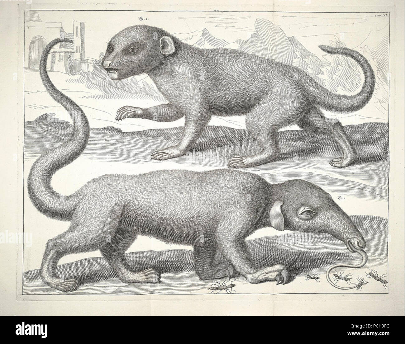 Albertus Seba Thesaurus Tab. XI Stock Photo - Alamy