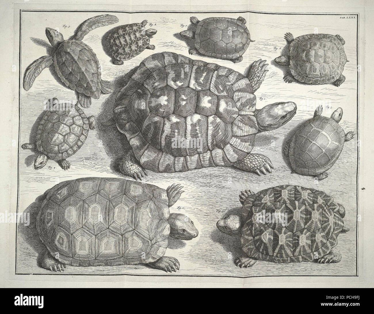 Albertus Seba Thesaurus Tab. LXXX Stock Photo - Alamy