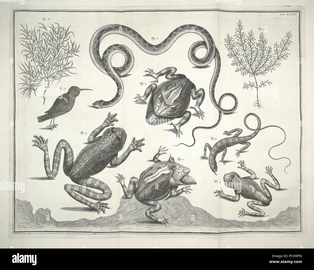 Thesaurus of albertus seba hi-res stock photography and images - Alamy