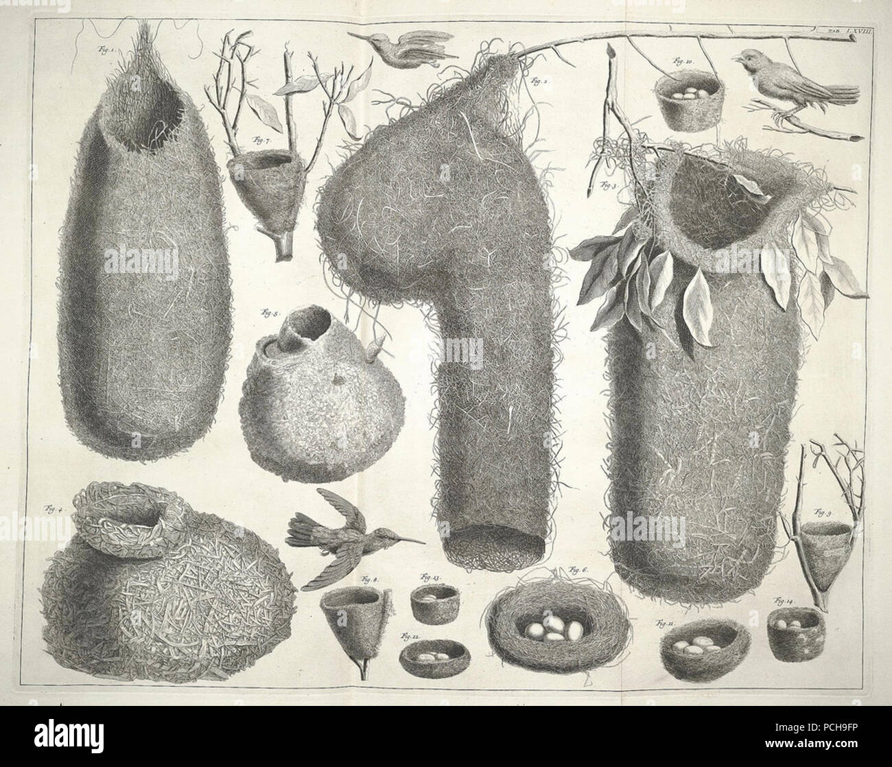 Thesaurus of albertus seba hi-res stock photography and images - Alamy