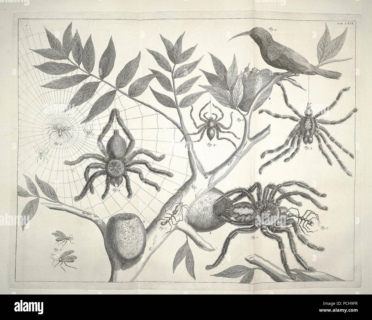 Thesaurus of albertus seba hi-res stock photography and images - Alamy