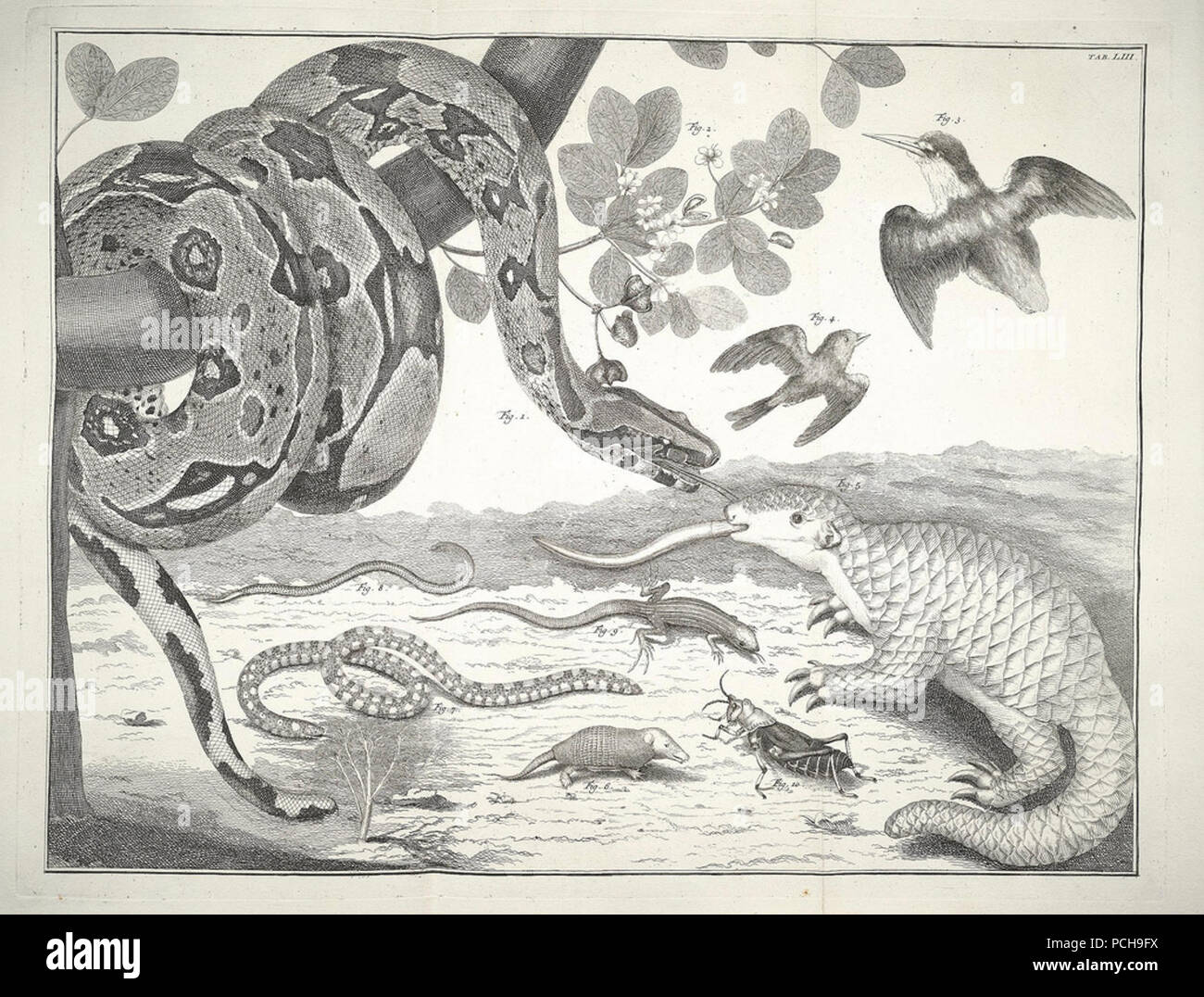 Thesaurus of albertus seba hi-res stock photography and images - Alamy