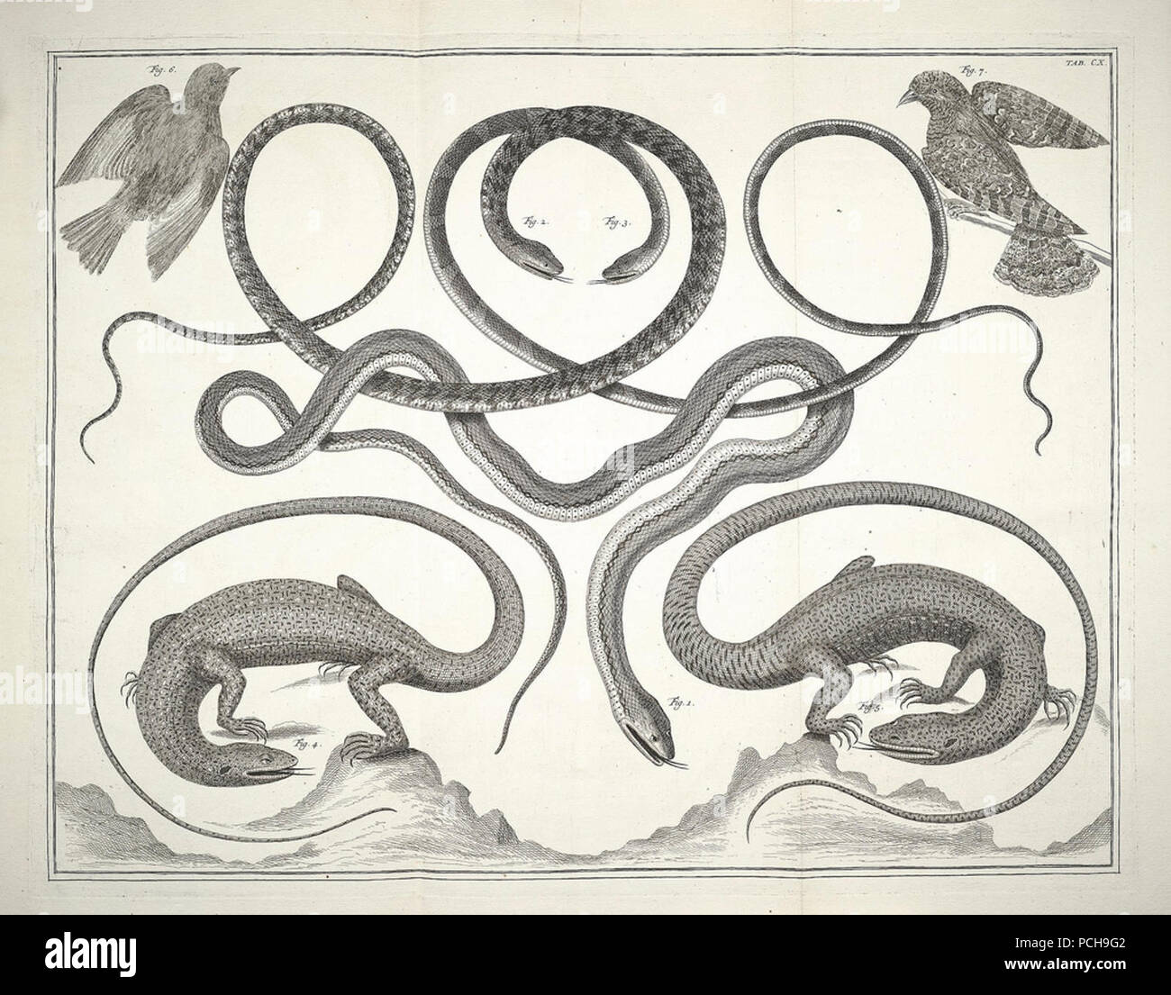 Thesaurus of albertus seba hi-res stock photography and images - Alamy