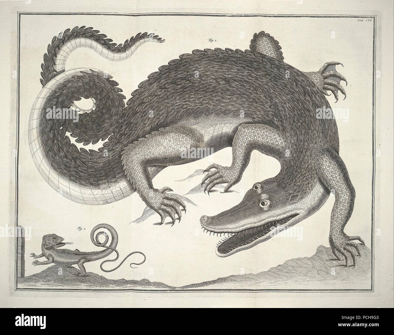 Thesaurus of albertus seba hi-res stock photography and images - Alamy