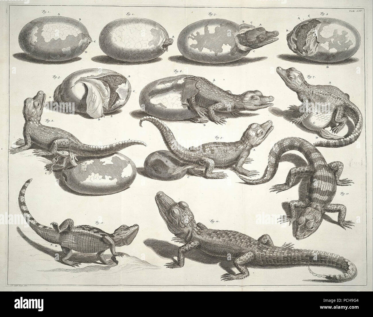 Thesaurus of albertus seba hi-res stock photography and images - Alamy