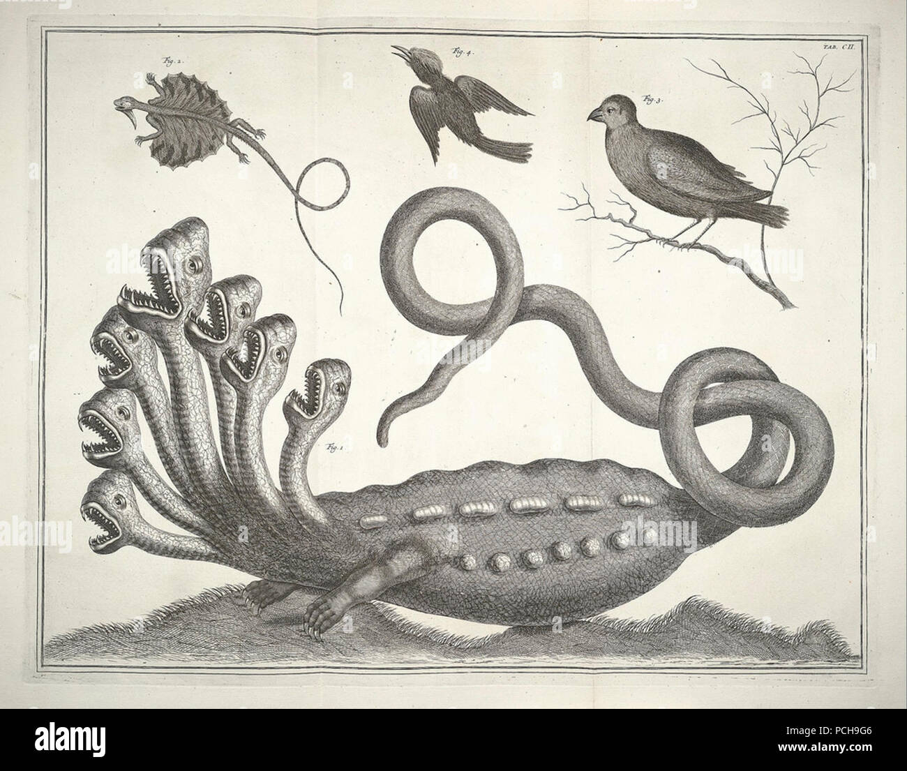 Thesaurus of albertus seba hi-res stock photography and images - Alamy