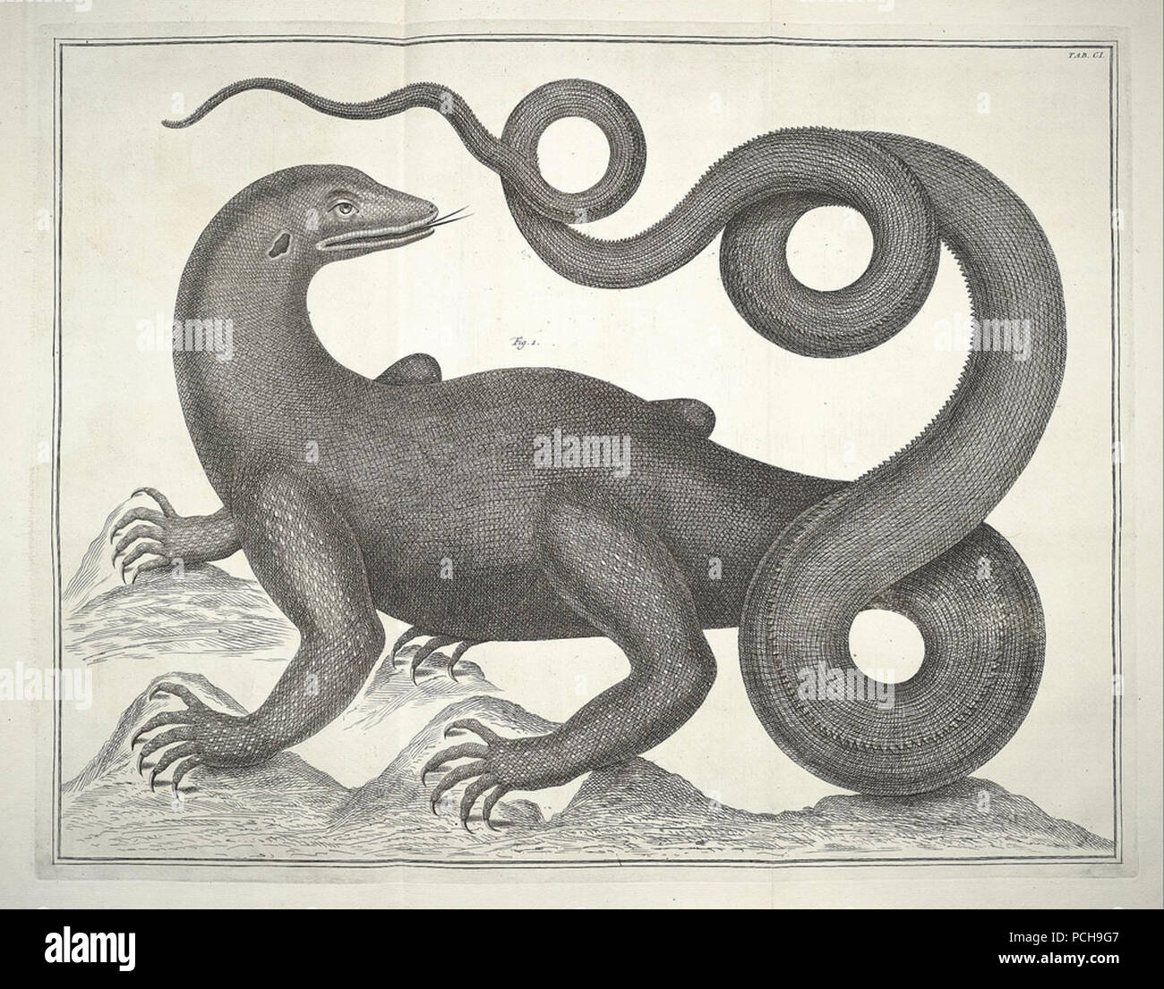 Thesaurus of albertus seba hi-res stock photography and images - Alamy