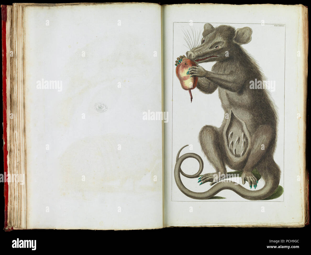 Opossum Picture High Resolution Stock Photography and Images - Alamy