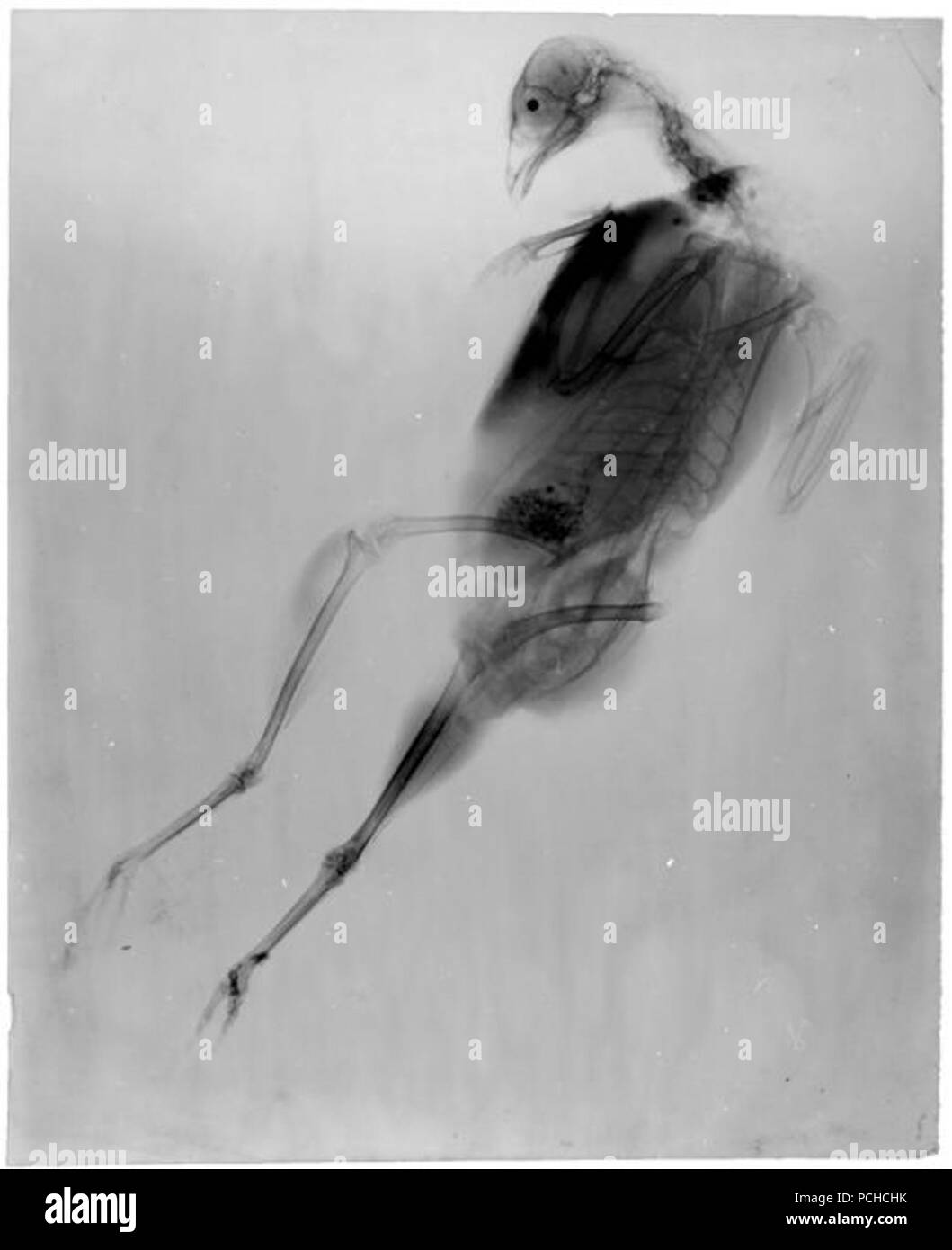 Albert Londe- Volatile radiographié, 1897 Stock Photo - Alamy