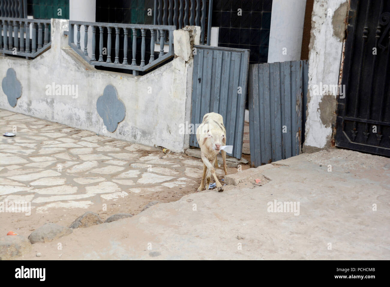 Hungry Senegalese goat is eating paper in Yoff, Dakar, Senegal Stock ...